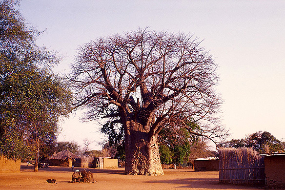 global travel shot: baobab tree in namibian village | rama toshi arya's ...
