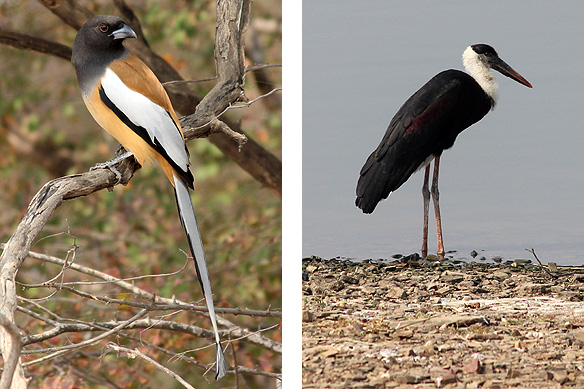 travel diaries: in search of the bengal tiger at ranthambore | rama ...